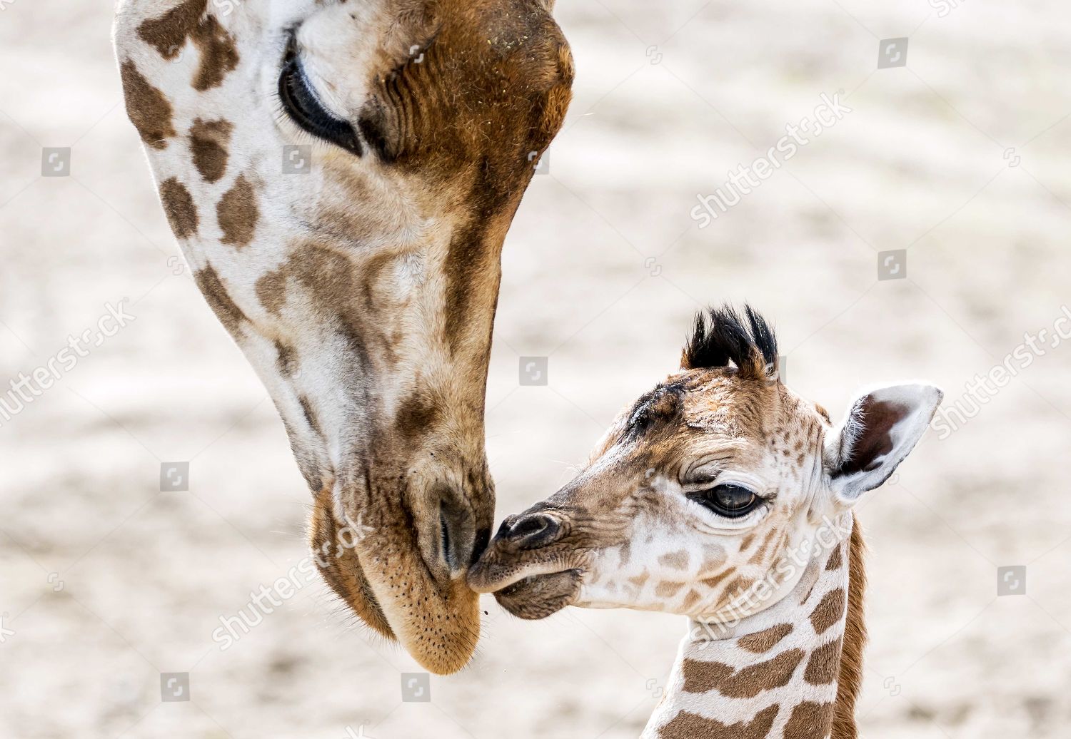 Newborn Nubian Giraffe Walks On Savannah Editorial Stock Photo - Stock ...