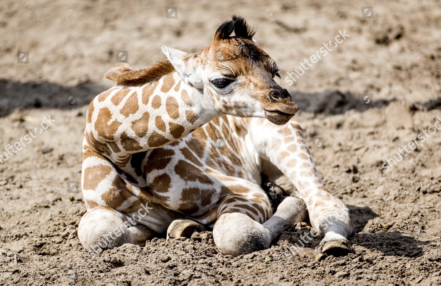 Newborn Nubian Giraffe Walks On Savannah Editorial Stock Photo - Stock ...