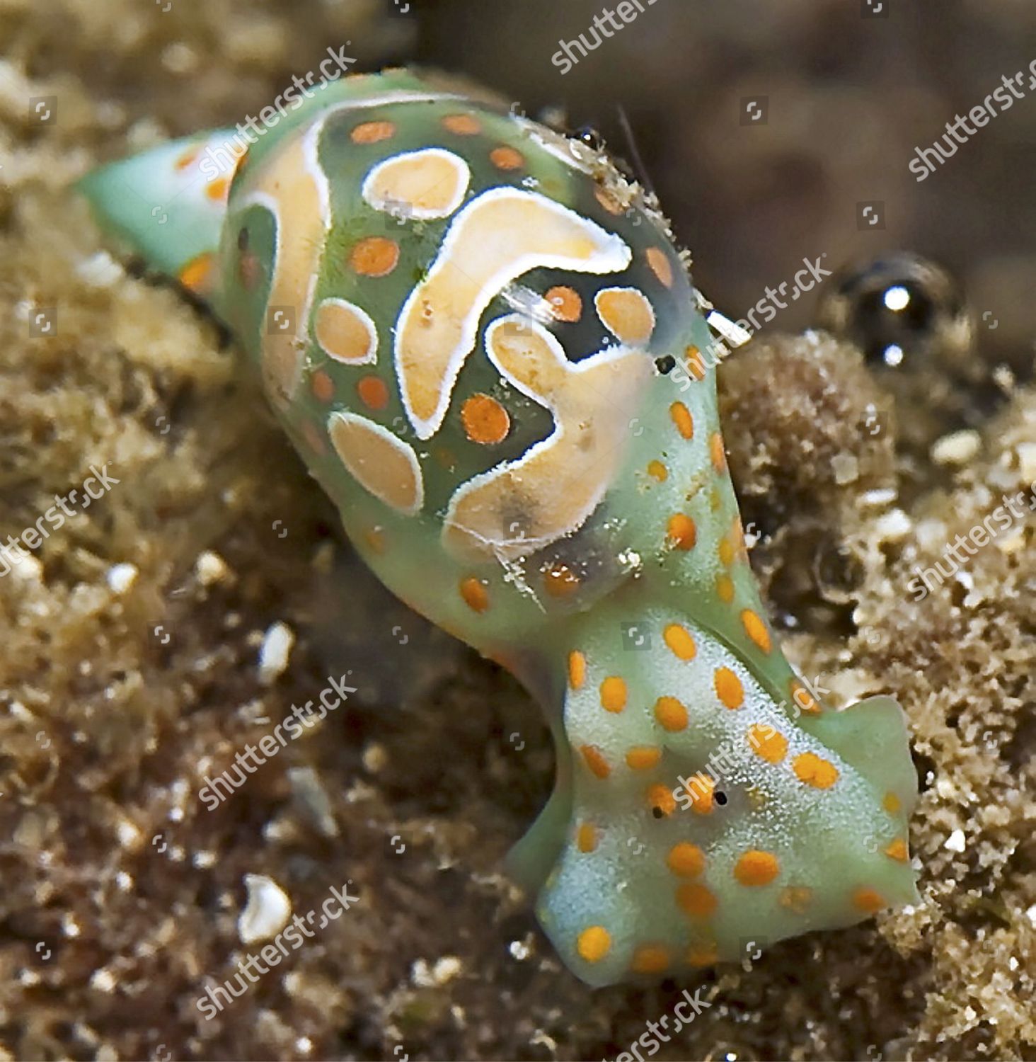 Brightly Coloured Nudibranch Sea Slug Which Editorial Stock Photo ...