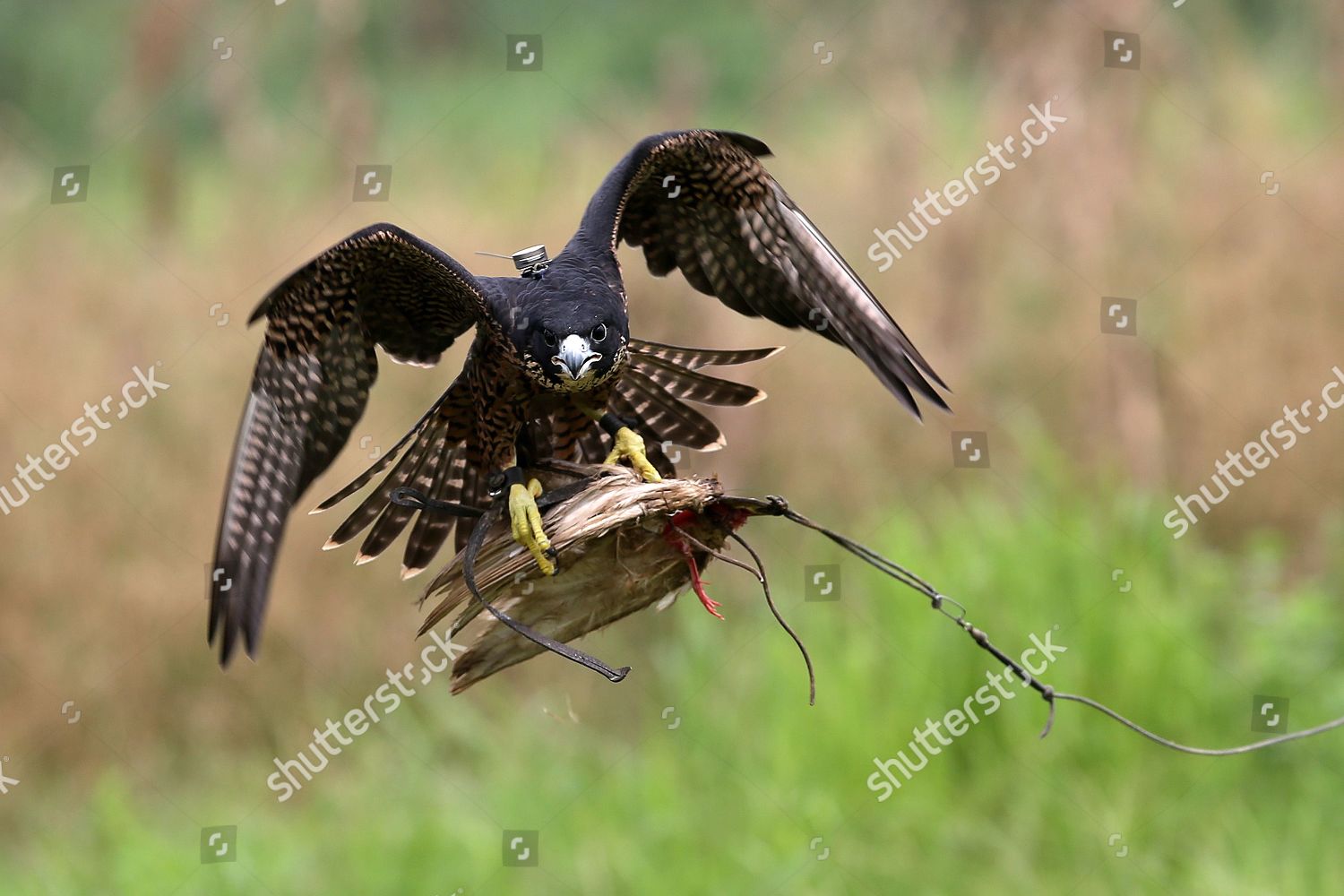 Peregrine Falcon Catches Fake Bait During Editorial Stock Photo - Stock ...