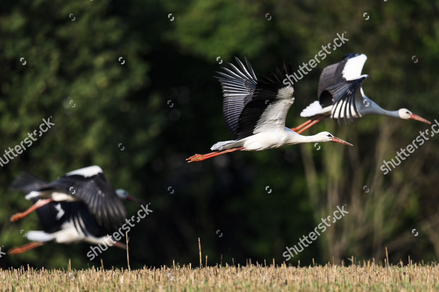 Storks Field During Their Migration South Editorial Stock Photo - Stock ...