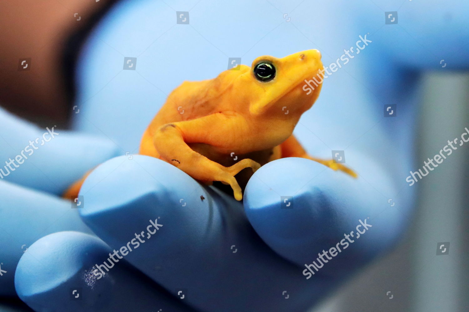 Scientist Holds Golden Frog Research Center Editorial Stock Photo ...