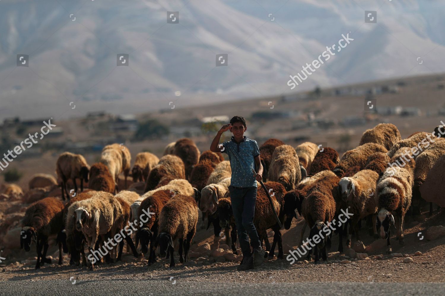 Palestinian Shepherd Leads His Flock Water Editorial Stock Photo ...