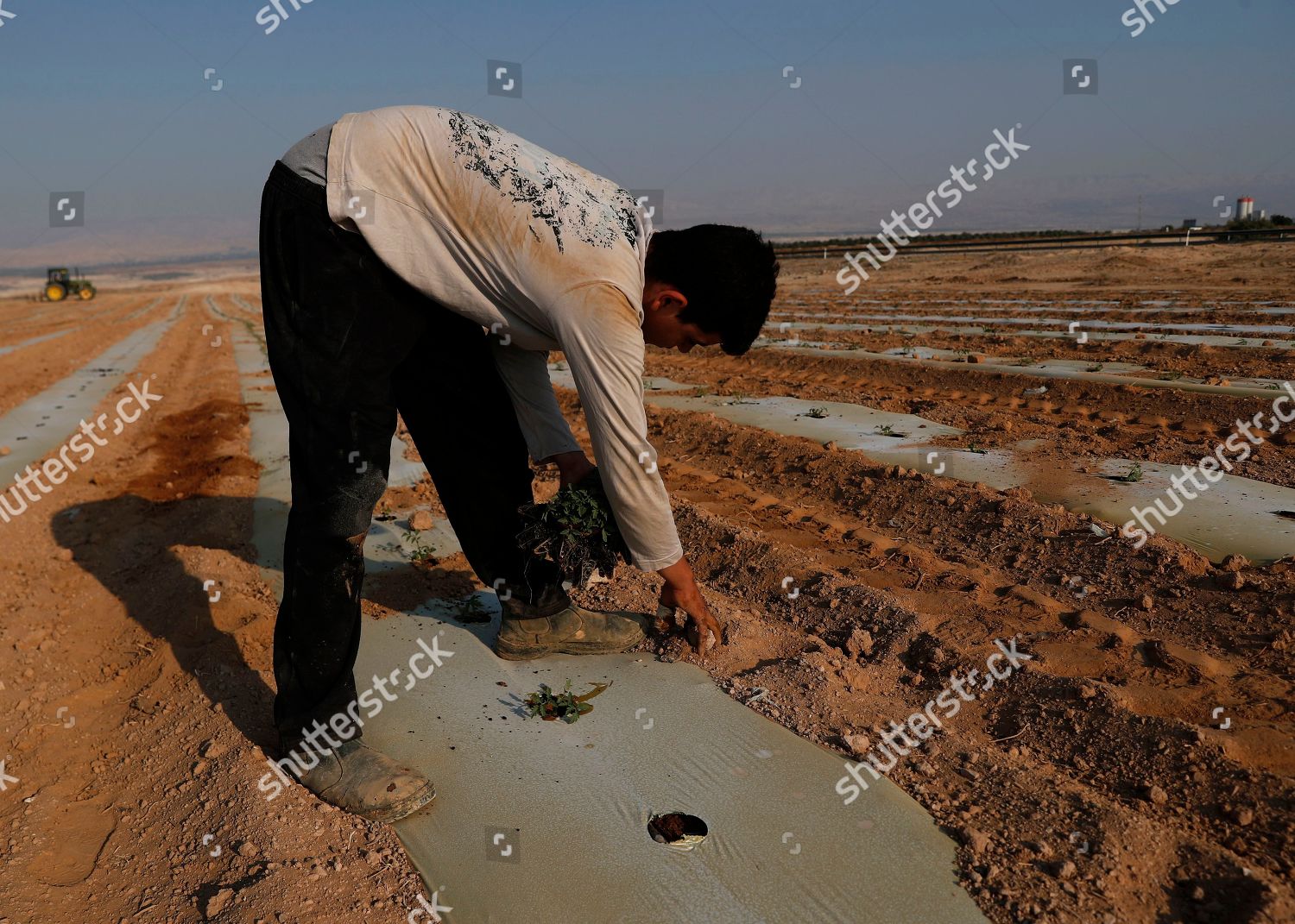 Palestinian Farmer Plants Tomato Seeds Jordan Editorial Stock Photo ...
