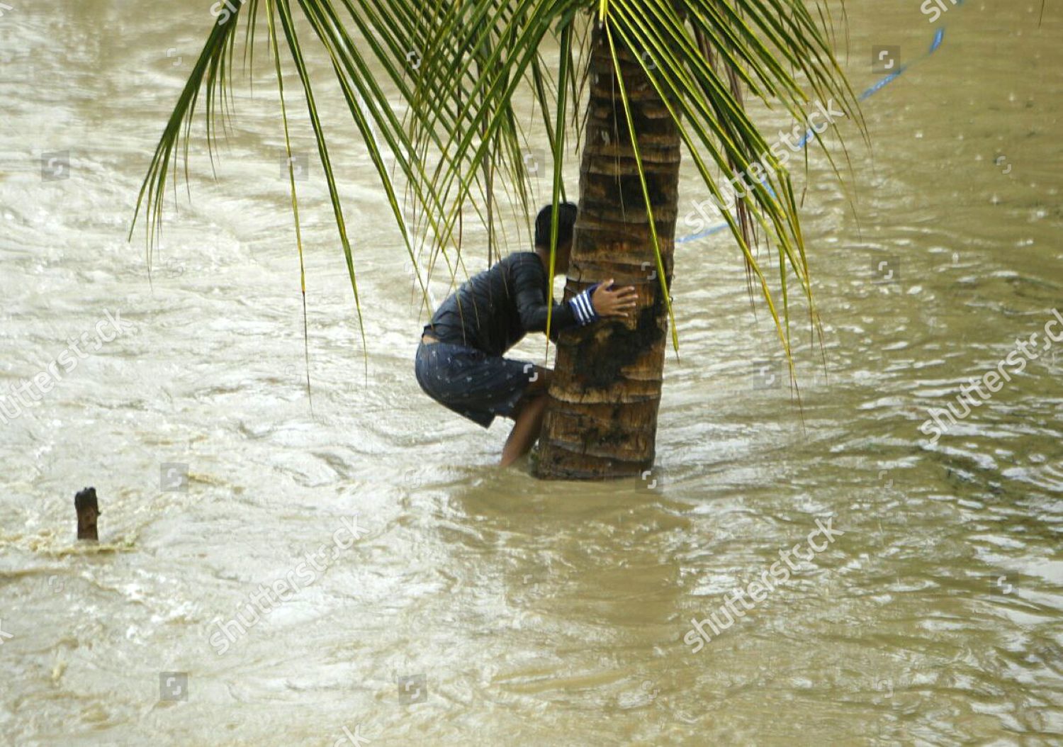 Filipino Villager Holds On Coconut Tree Editorial Stock Photo - Stock ...