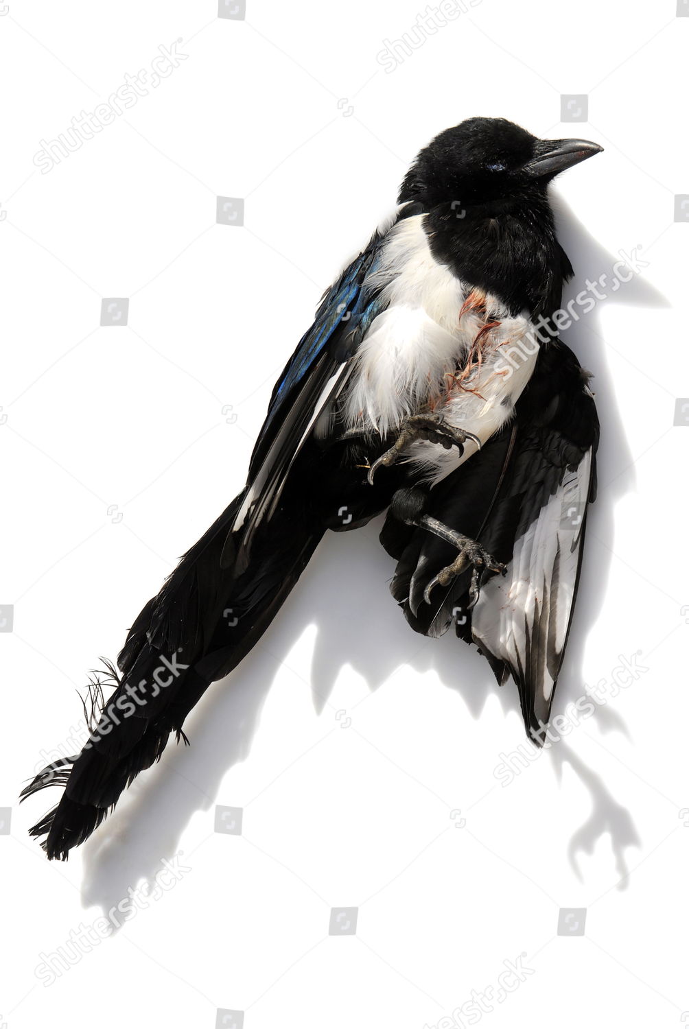 Dead Magpie Editorial Stock Photo - Stock Image | Shutterstock