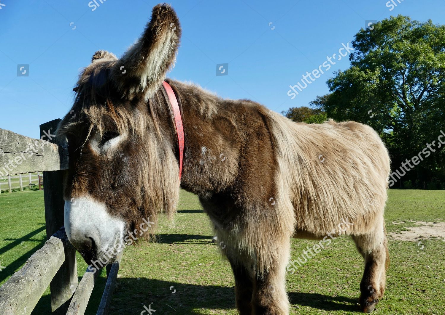Poitou Donkeys Sunshine Paddocks Sanctuary Editorial Stock Photo ...