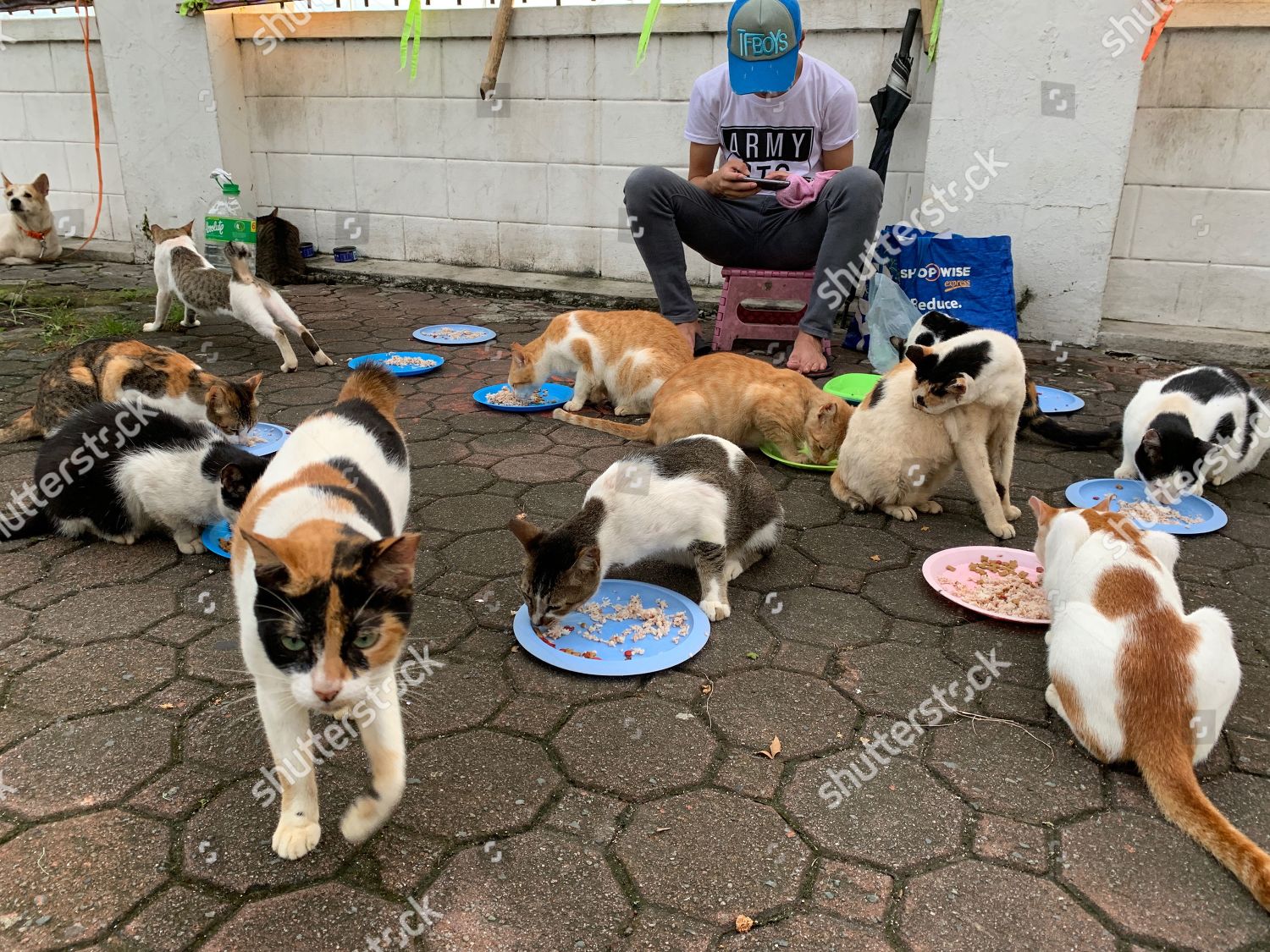 FILIPINO ANIMAL PROTECTION ADVOCATE FEEDS STRAY Editorial Stock Photo ...