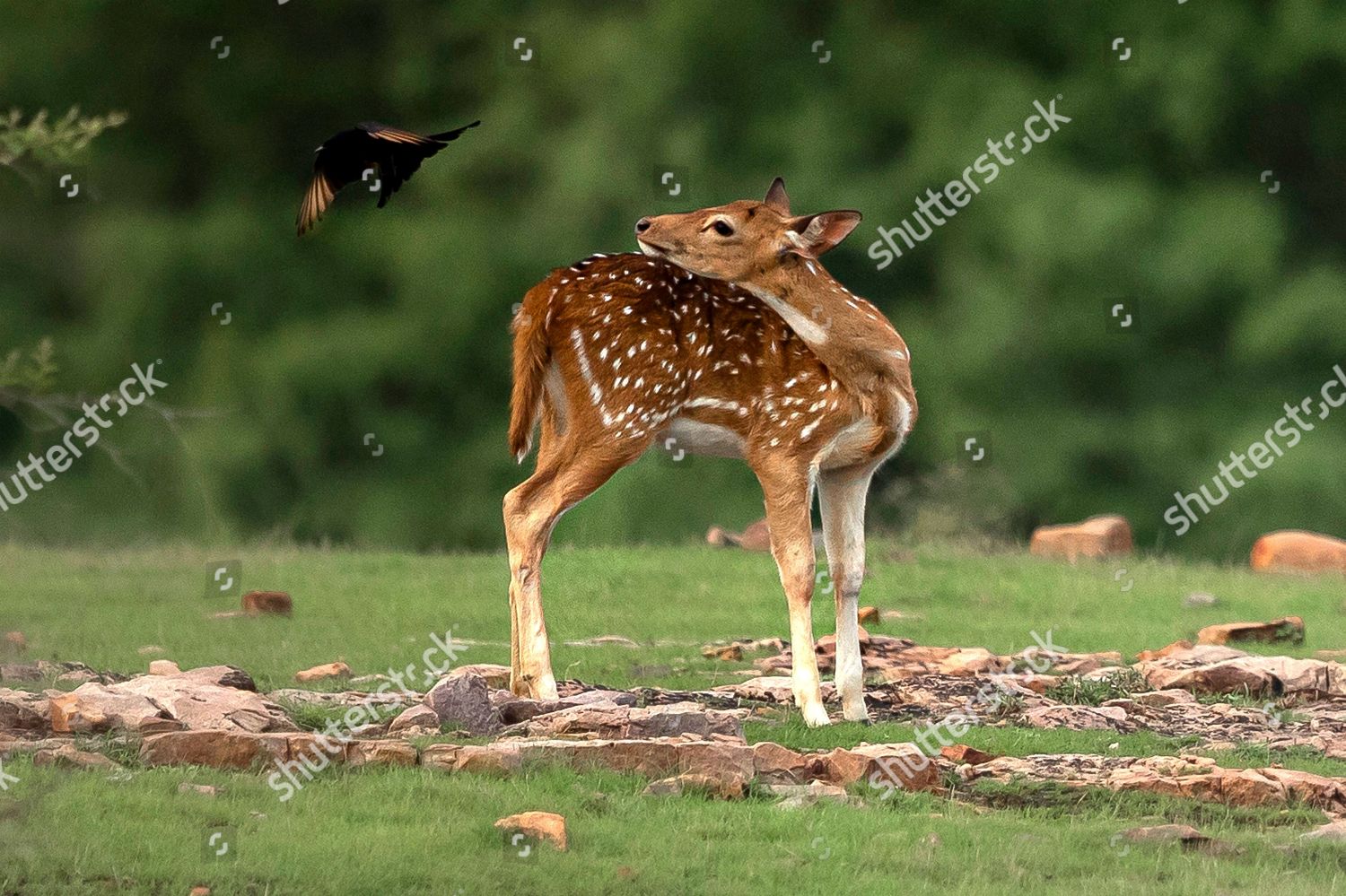 Spotted Deer Drongo Bird Editorial Stock Photo - Stock Image | Shutterstock