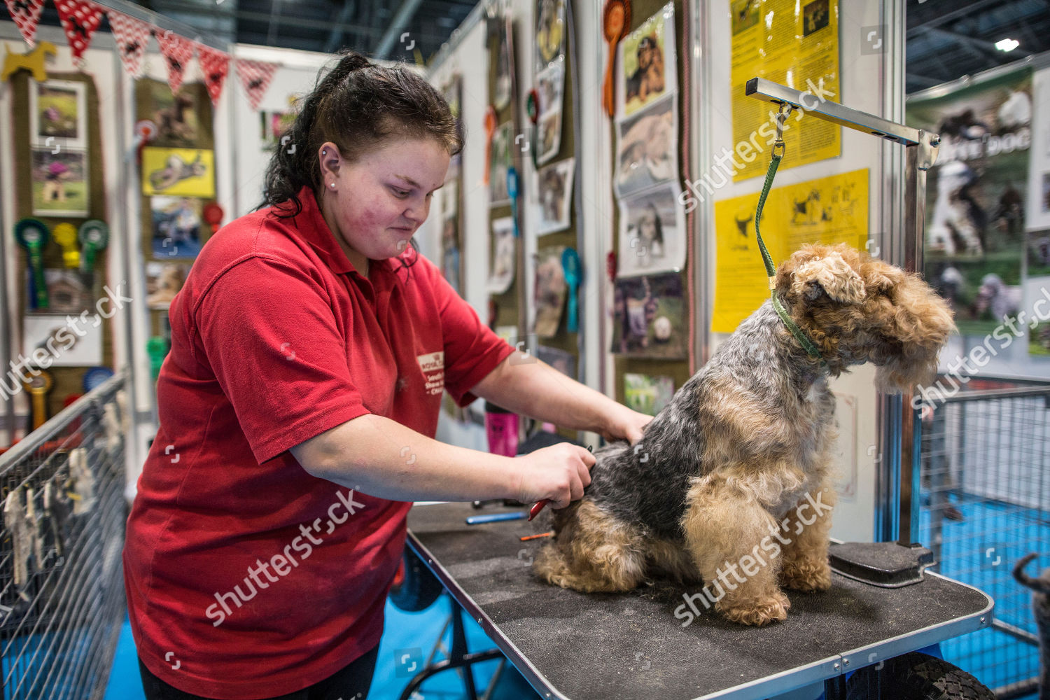 Charlotte Woodward Combing Ruby Lakeland Terrier Editorial Stock Photo ...