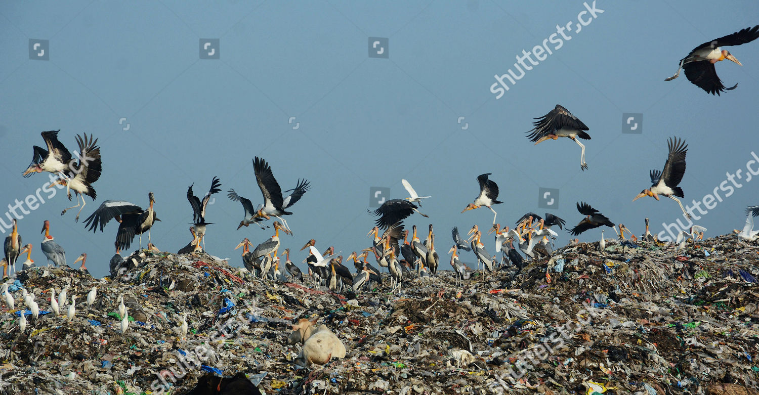 Flock Adjutants Storks Sit On Garbage Editorial Stock Photo - Stock ...