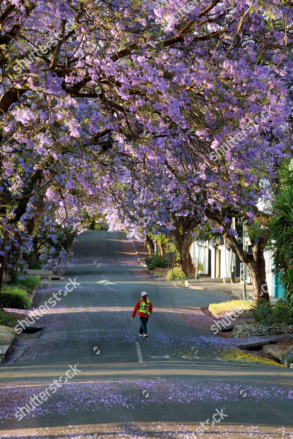 Pedestrian Walks Under Jacaranda Trees They Editorial Stock Photo ...