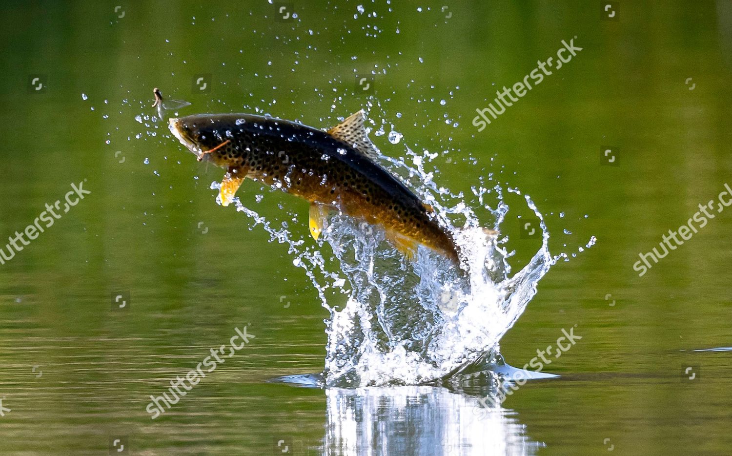 Trout Leaps Into Air Catch Dragonfly Editorial Stock Photo - Stock ...