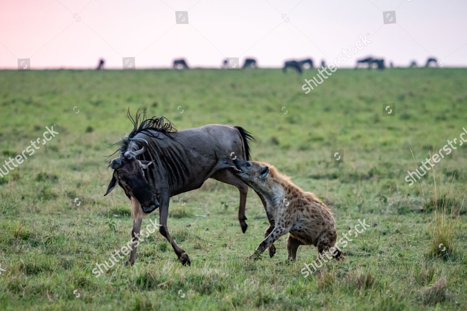 Hyena Locked On Wildebeests Hind Legs Editorial Stock Photo - Stock ...