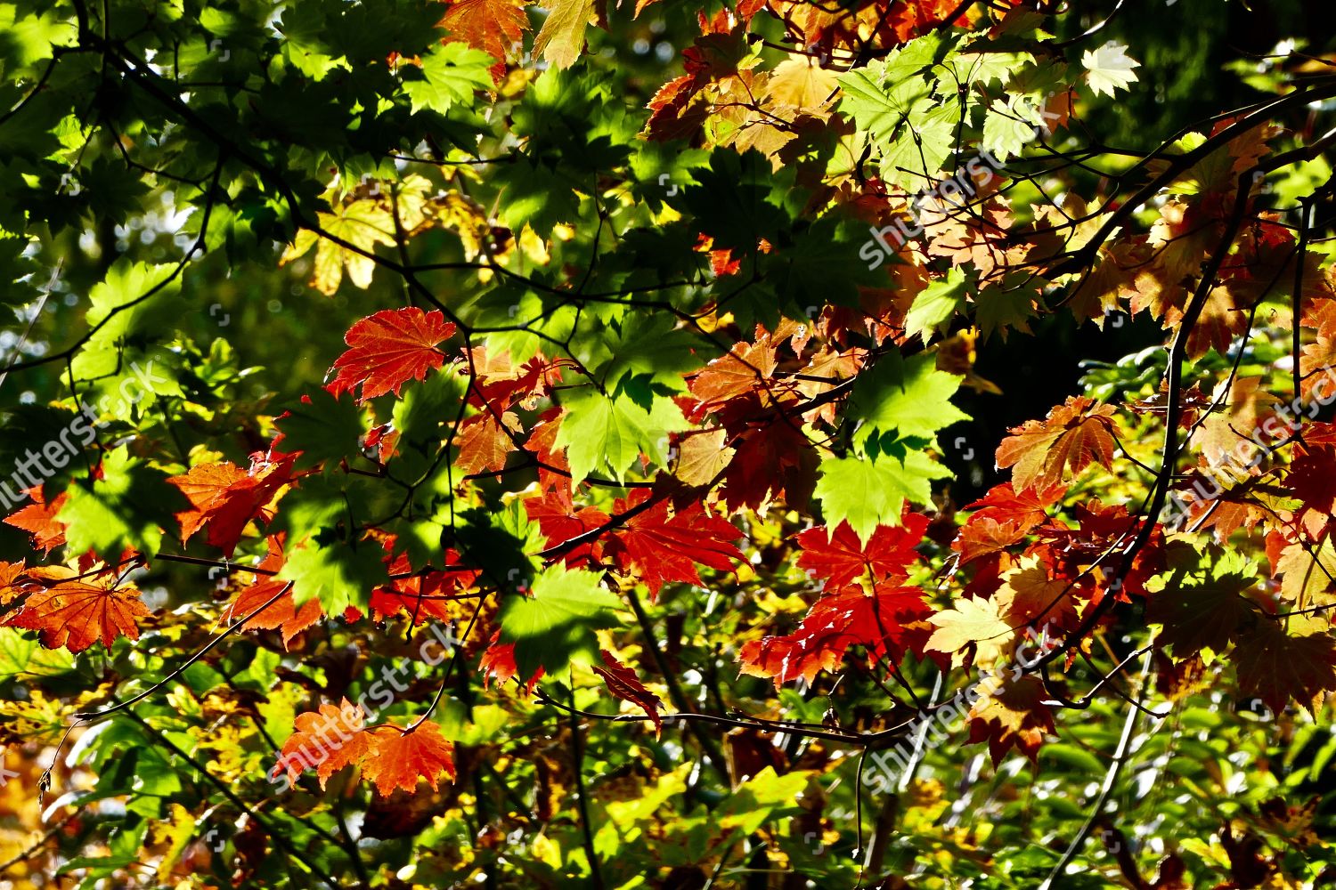 Autumnal Scenes Earthy Colours Sunshine Sir Editorial Stock Photo ...