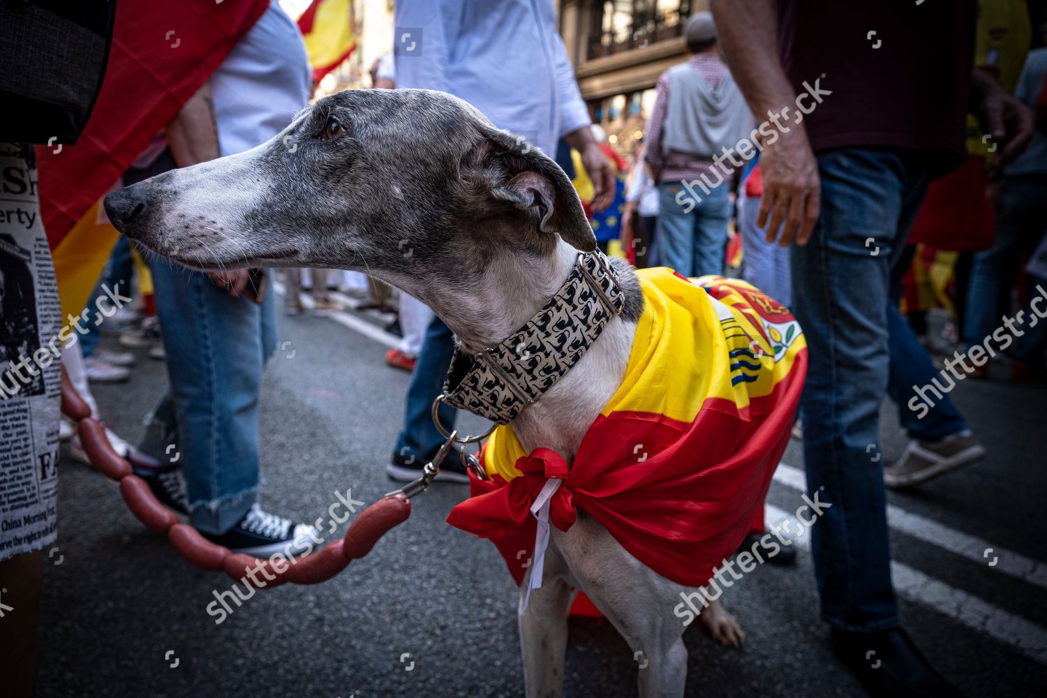 Pet Greyhound Dog Front Laietana Police Editorial Stock Photo - Stock ...
