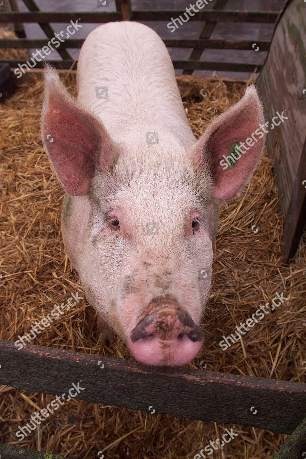 Winnie Pig Launches Her Bid Become Editorial Stock Photo - Stock Image ...
