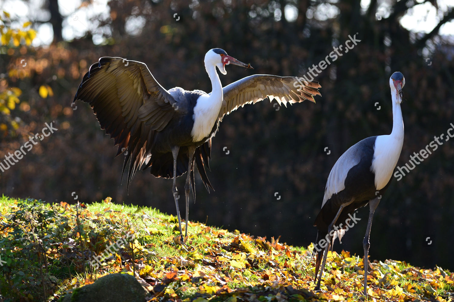 Wattled Crane Displaying Wings Editorial Stock Photo - Stock Image ...