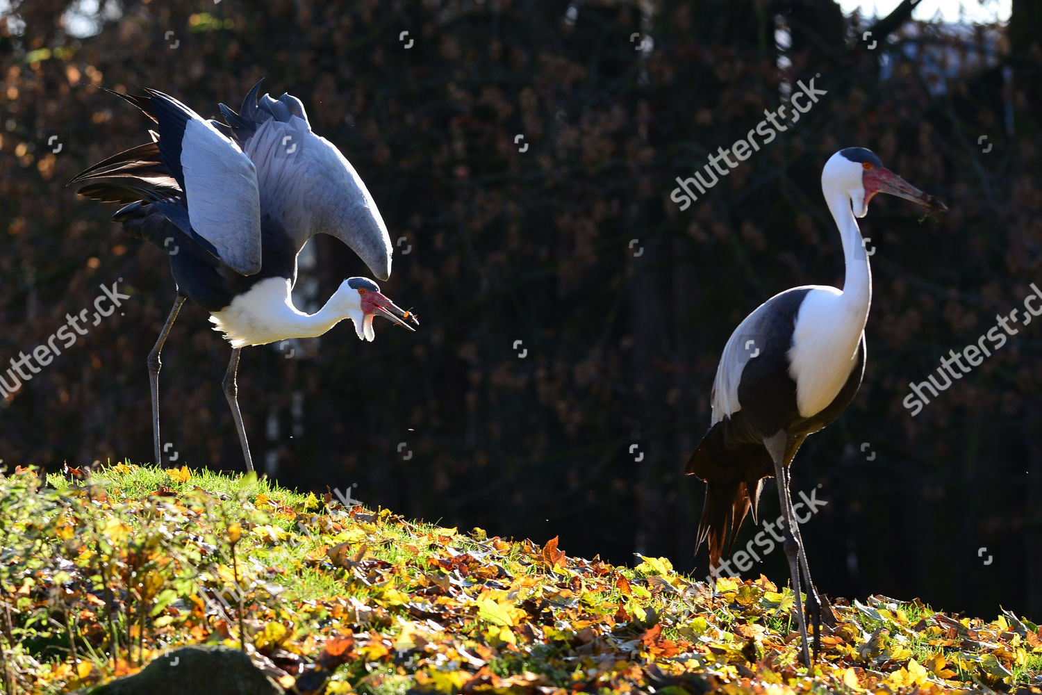 Wattled Crane Displaying Wings Editorial Stock Photo - Stock Image ...