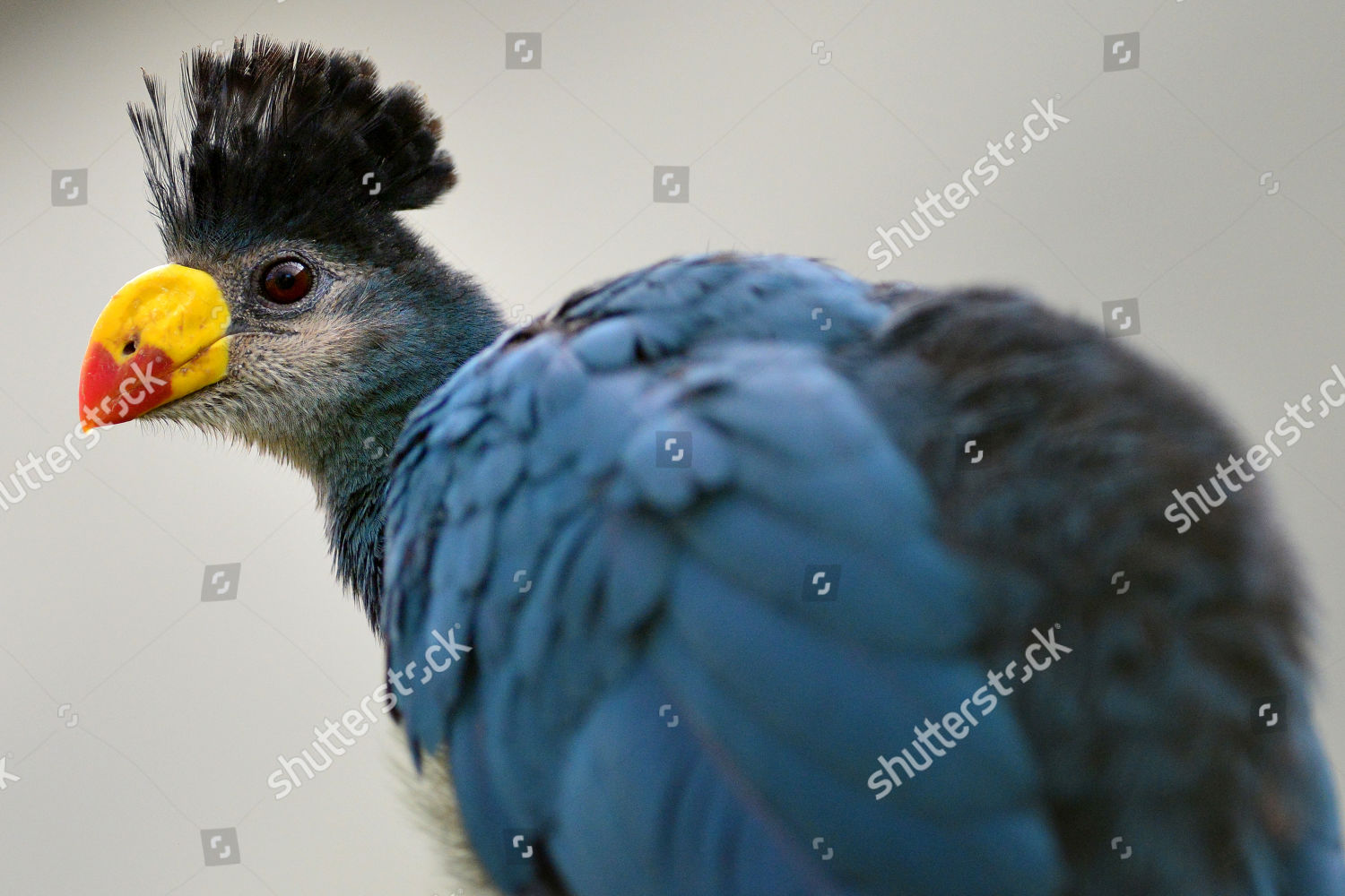 Great Blue Turaco Editorial Stock Photo - Stock Image | Shutterstock