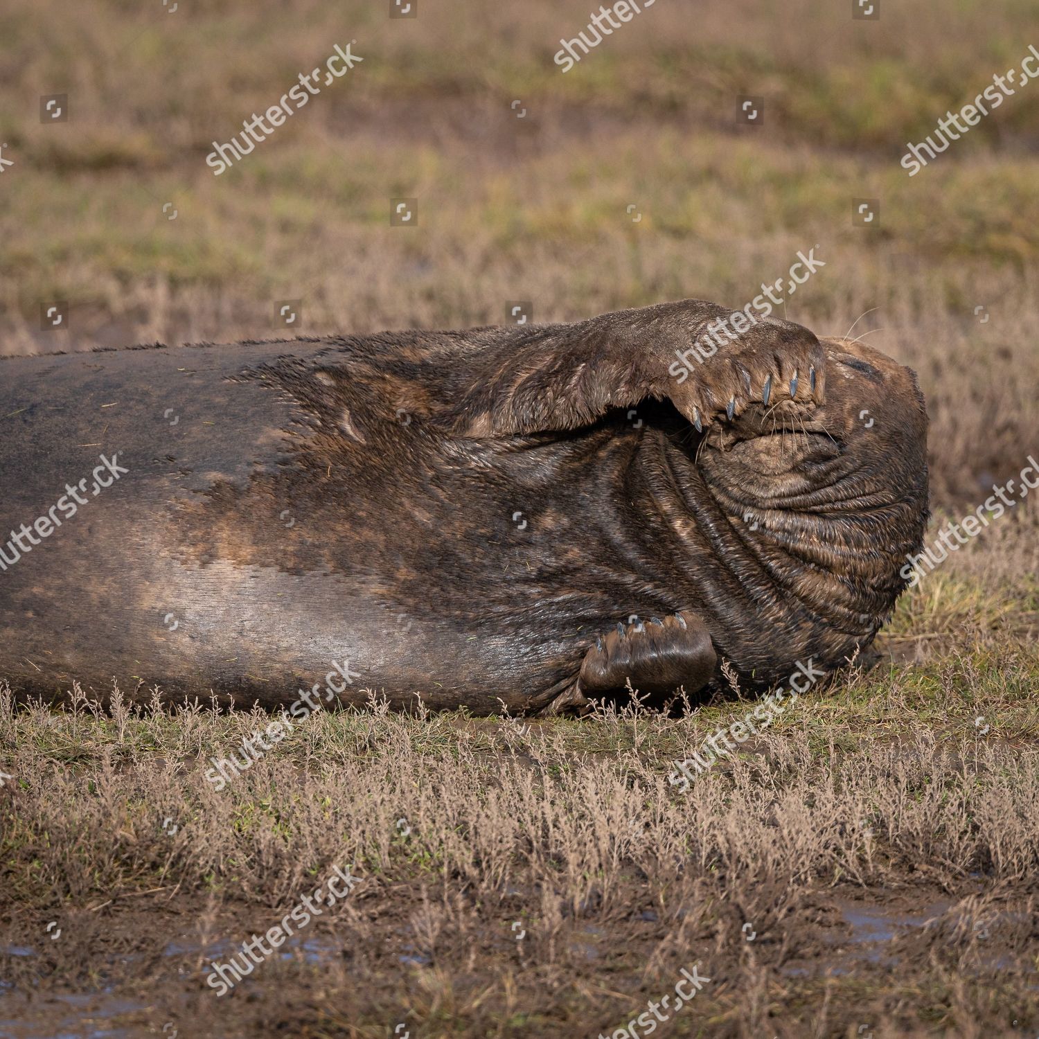 Grey Seal Covers Face Flipper Editorial Stock Photo - Stock Image ...