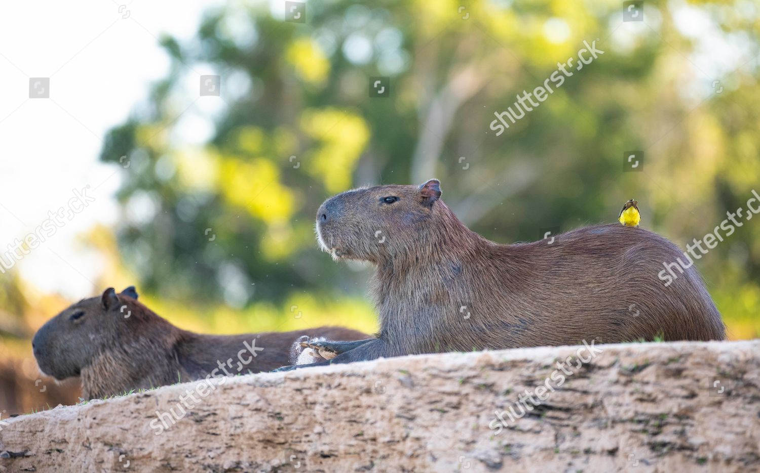 Brazilian Cleaner Bird Capybara Editorial Stock Photo - Stock Image ...