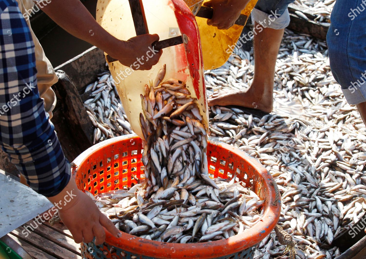 Cambodian People Collect Fish Sell During Editorial Stock Photo - Stock ...