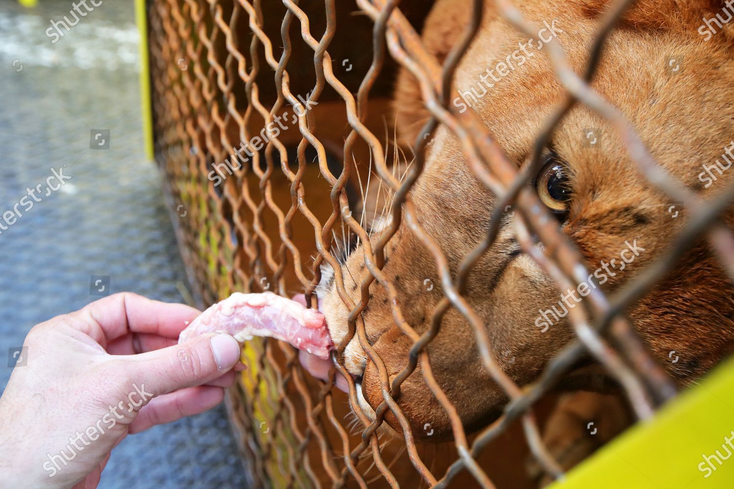 Lion Wild Animal Transport Cage Prior Editorial Stock Photo - Stock ...