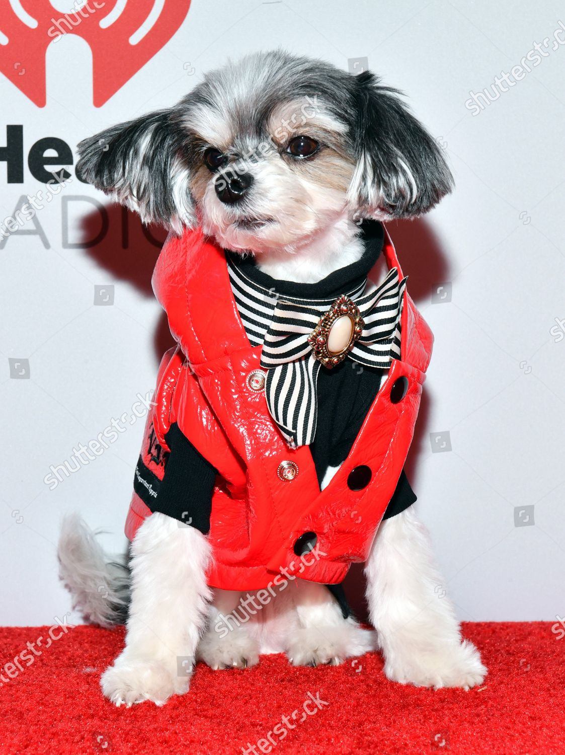 Tinkerbell Dog Editorial Stock Photo - Stock Image | Shutterstock