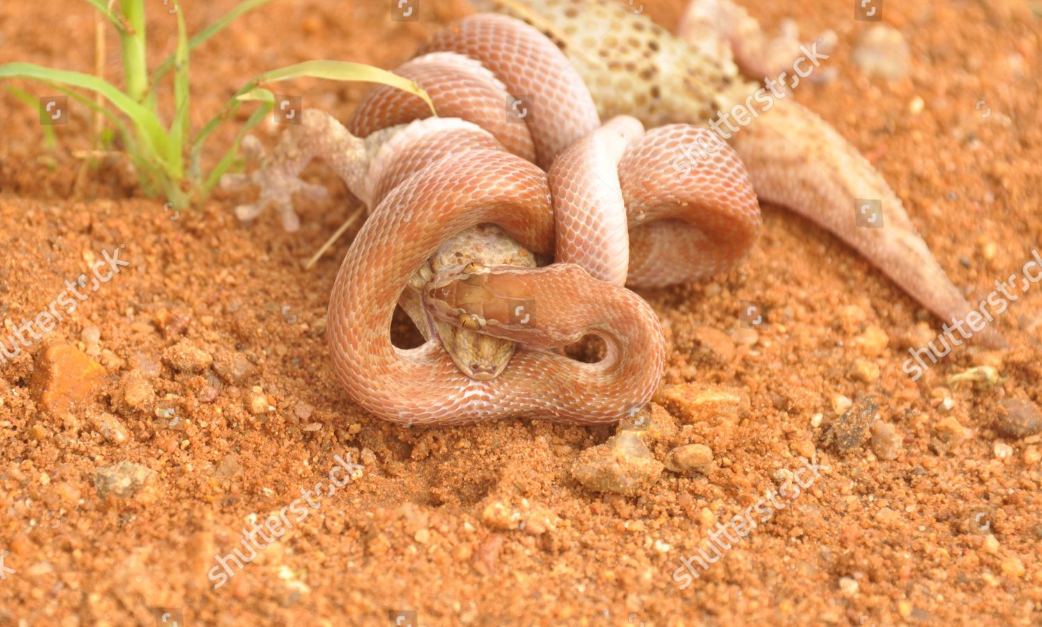 Brown House Snake Strangles Gecko Editorial Stock Photo - Stock Image ...