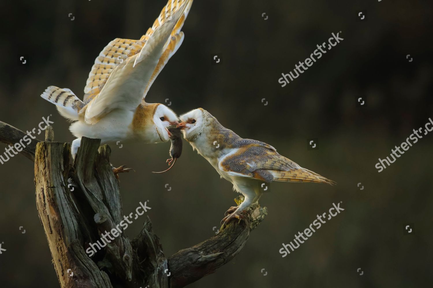 Blind Barn Owl Right Holds Mouse Editorial Stock Photo - Stock Image ...
