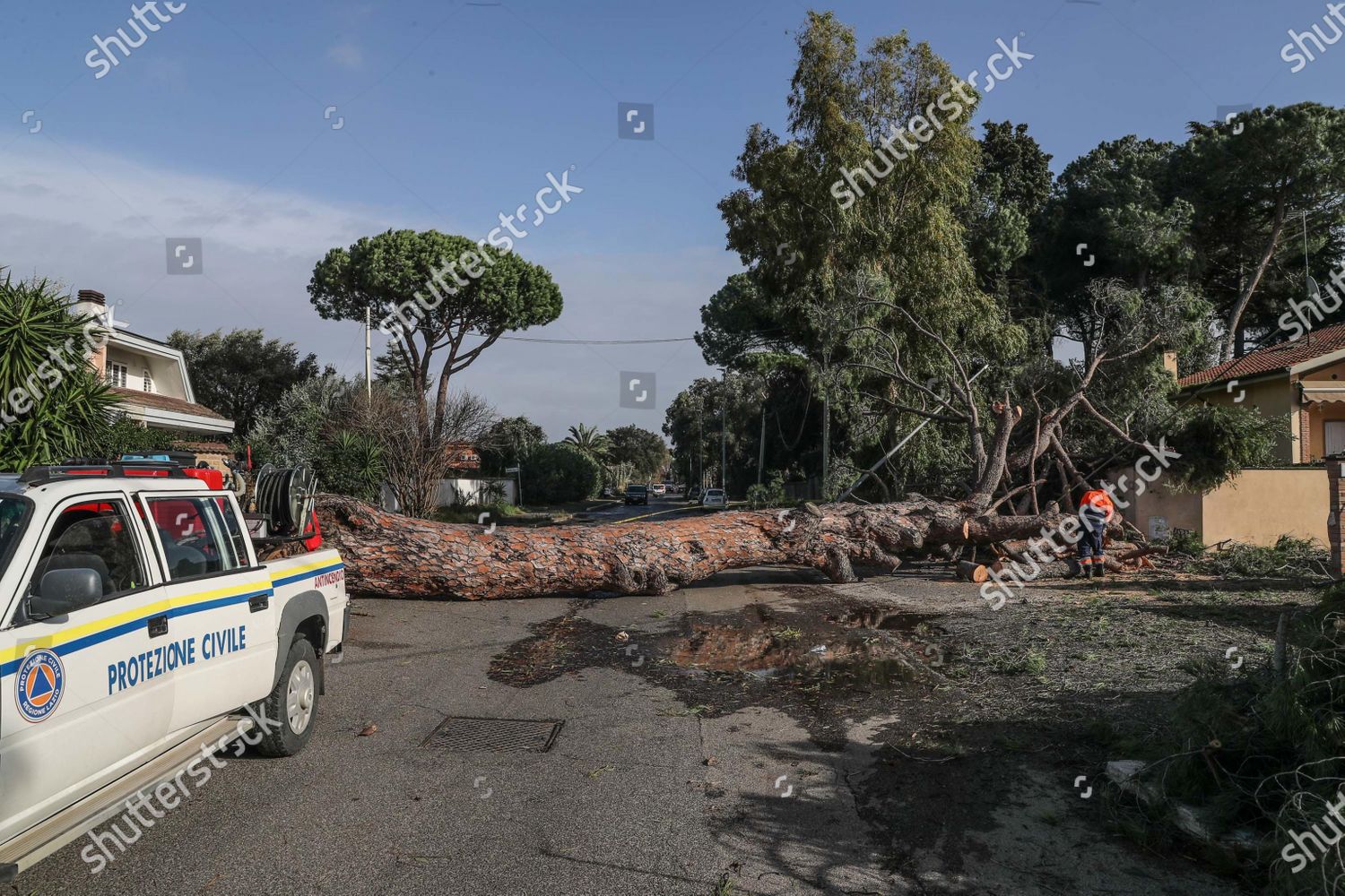 Public Services Remove Fallen Tree Due Editorial Stock Photo - Stock ...