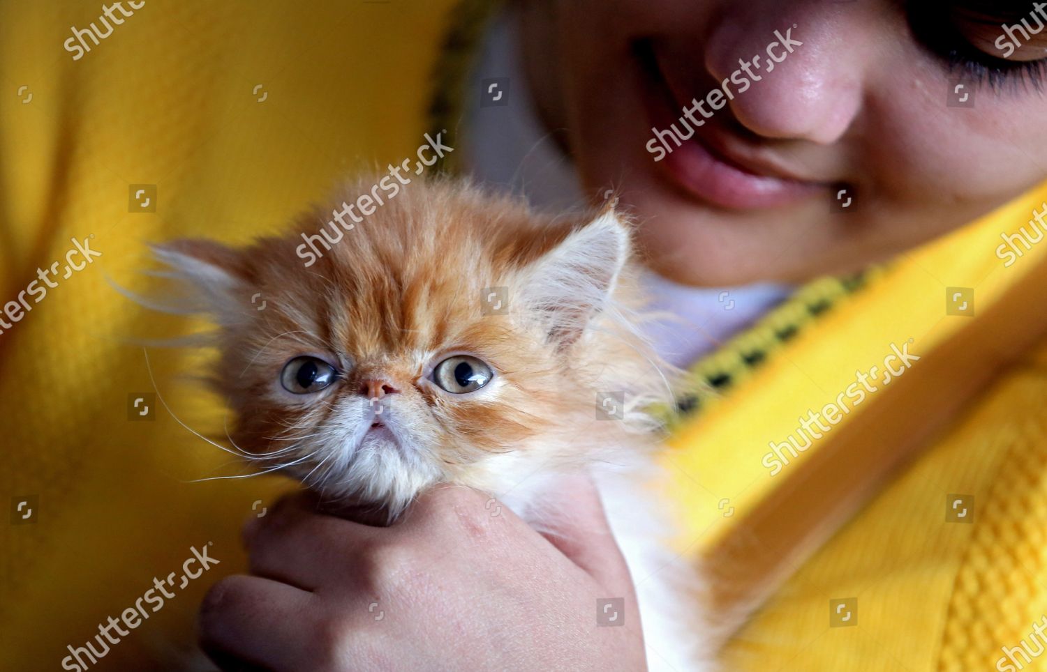 Punch Face Cat Owner During Pet Editorial Stock Photo - Stock Image ...