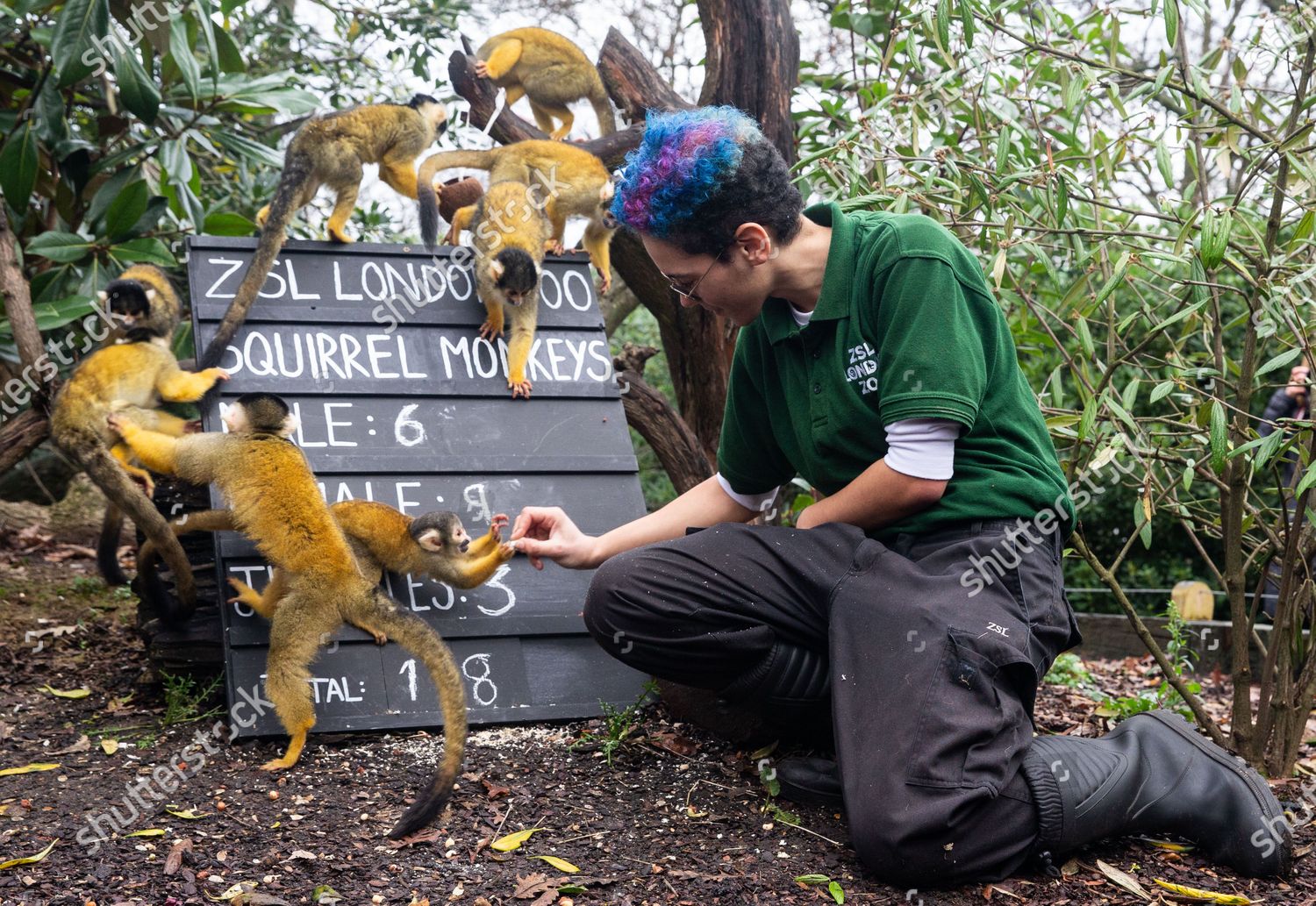 Zookeeper Counts Squirrel Monkeys Zsl Annual Editorial Stock Photo ...