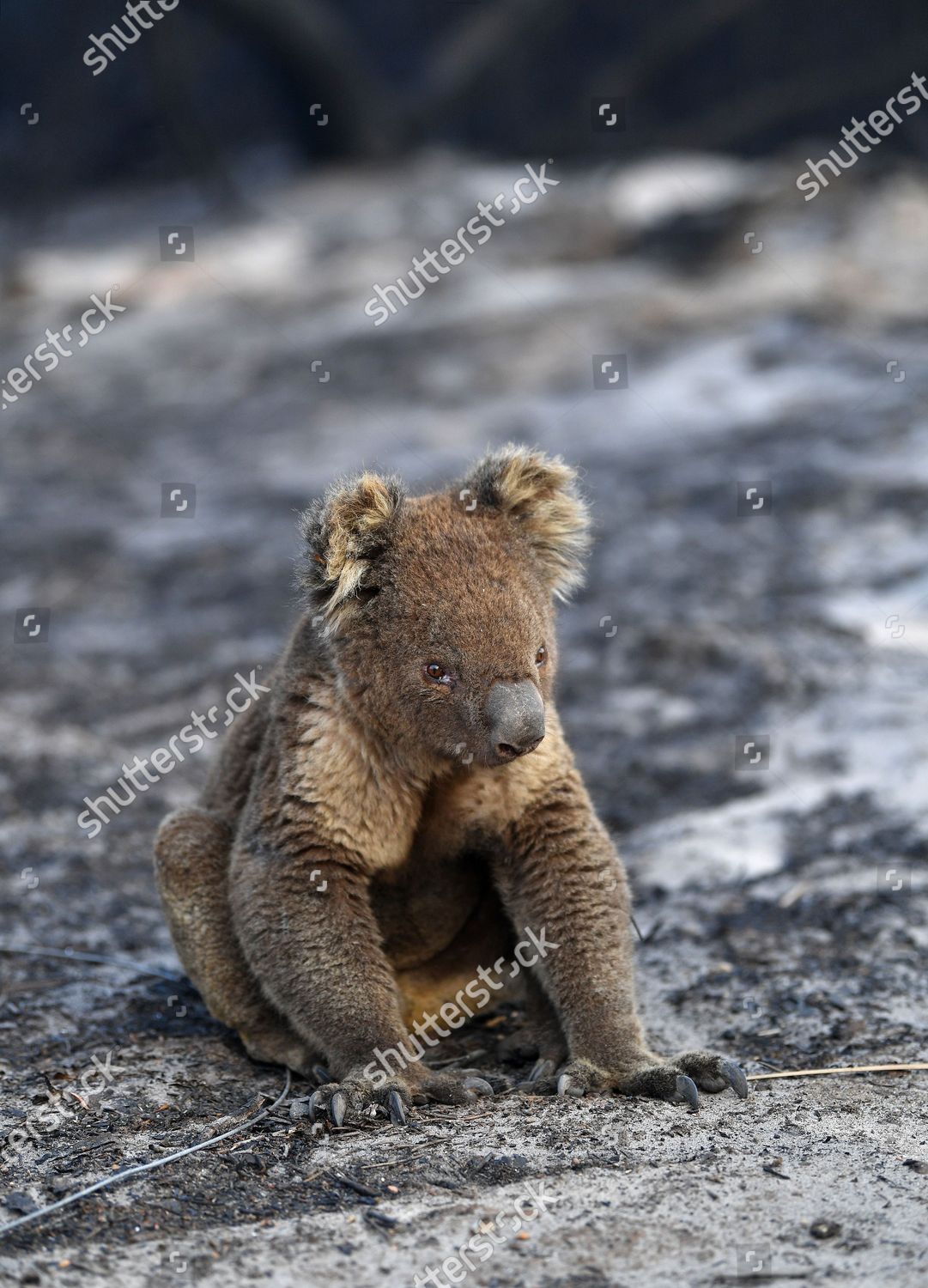 Injured Koala Seen Forest Near Cape Editorial Stock Photo - Stock Image ...