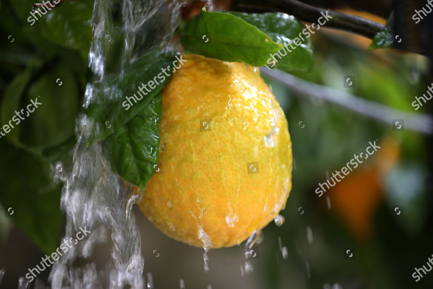 Ice Hangs Lemon Winter West Bank Editorial Stock Photo - Stock Image ...