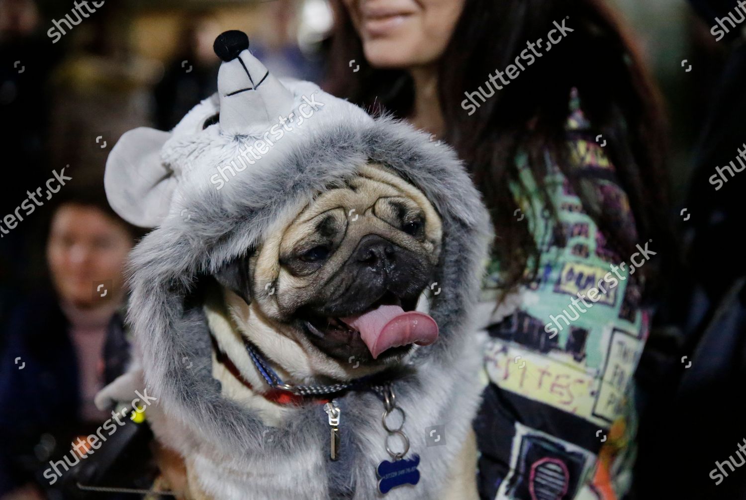 Fancy Dressed Pug Awaits Costume Competition Editorial Stock Photo ...