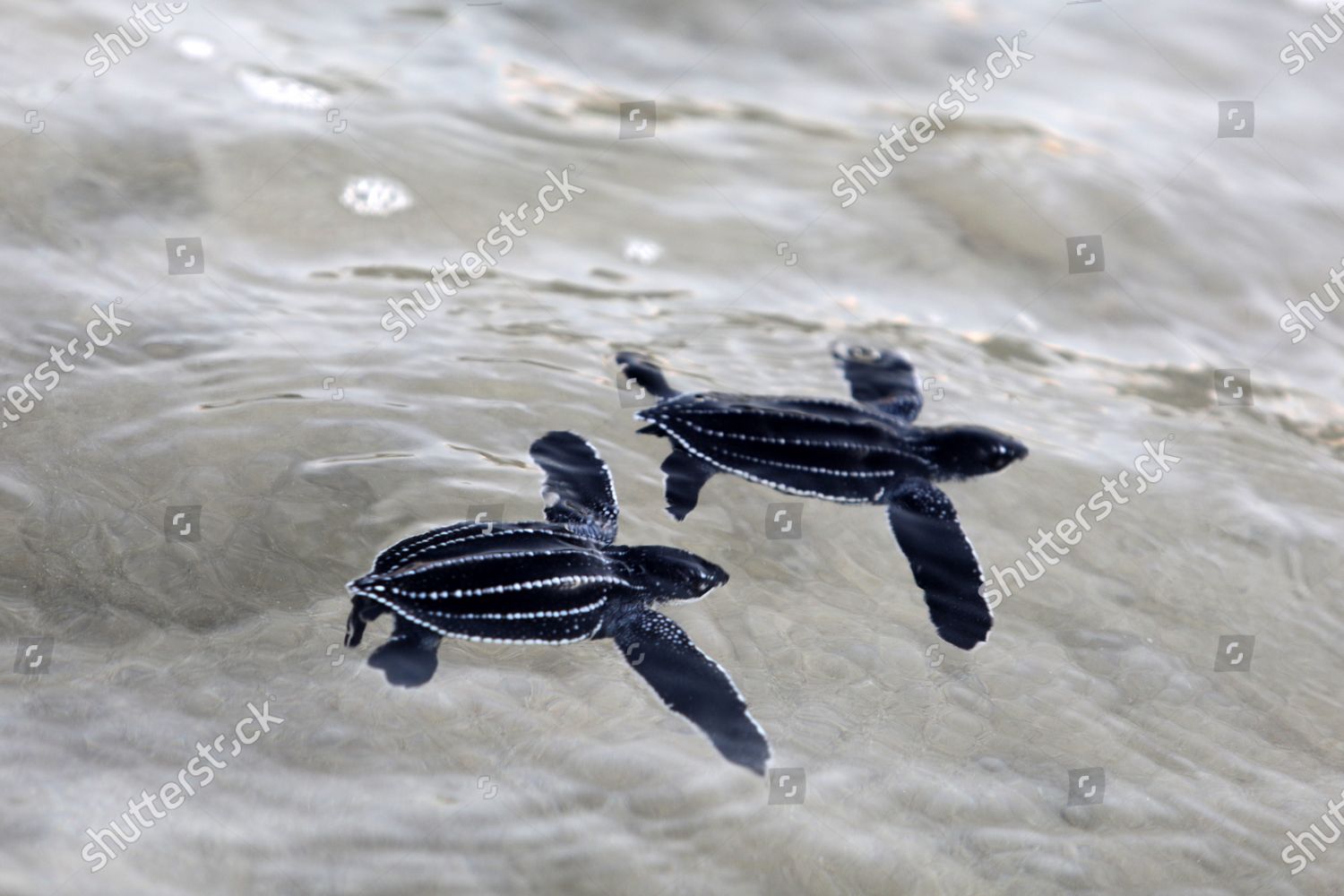 Leatherback Sea Turtle Dermochelys Coriacea Swimming Editorial Stock ...