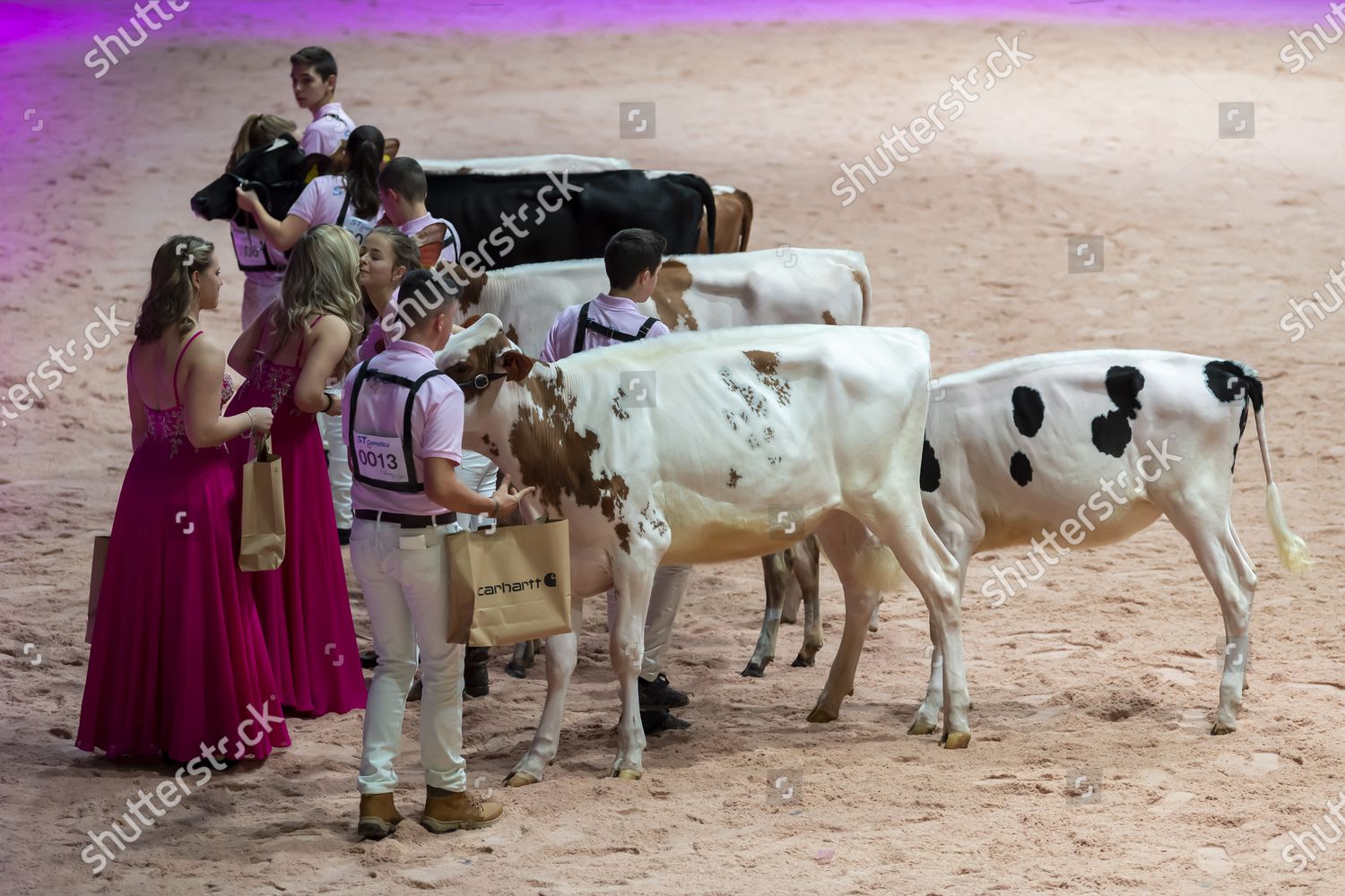 Award Prizes Breeders Their Cows During Editorial Stock Photo - Stock ...