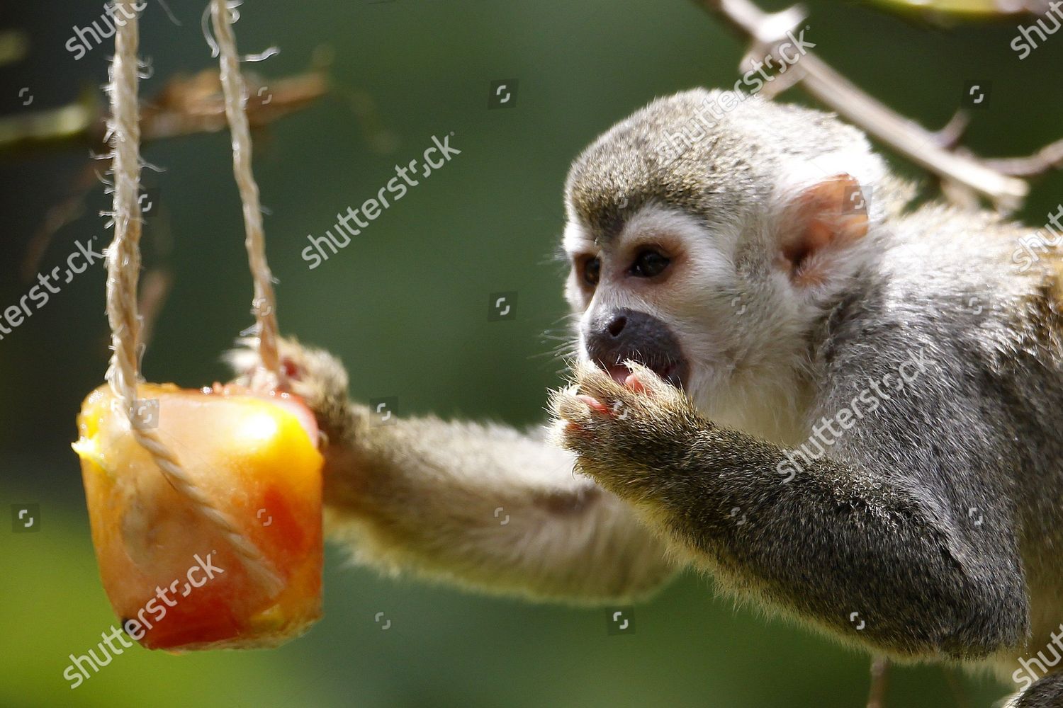 Squirrel Monkey Eats Fruit Lollipop Zoo Editorial Stock Photo - Stock ...