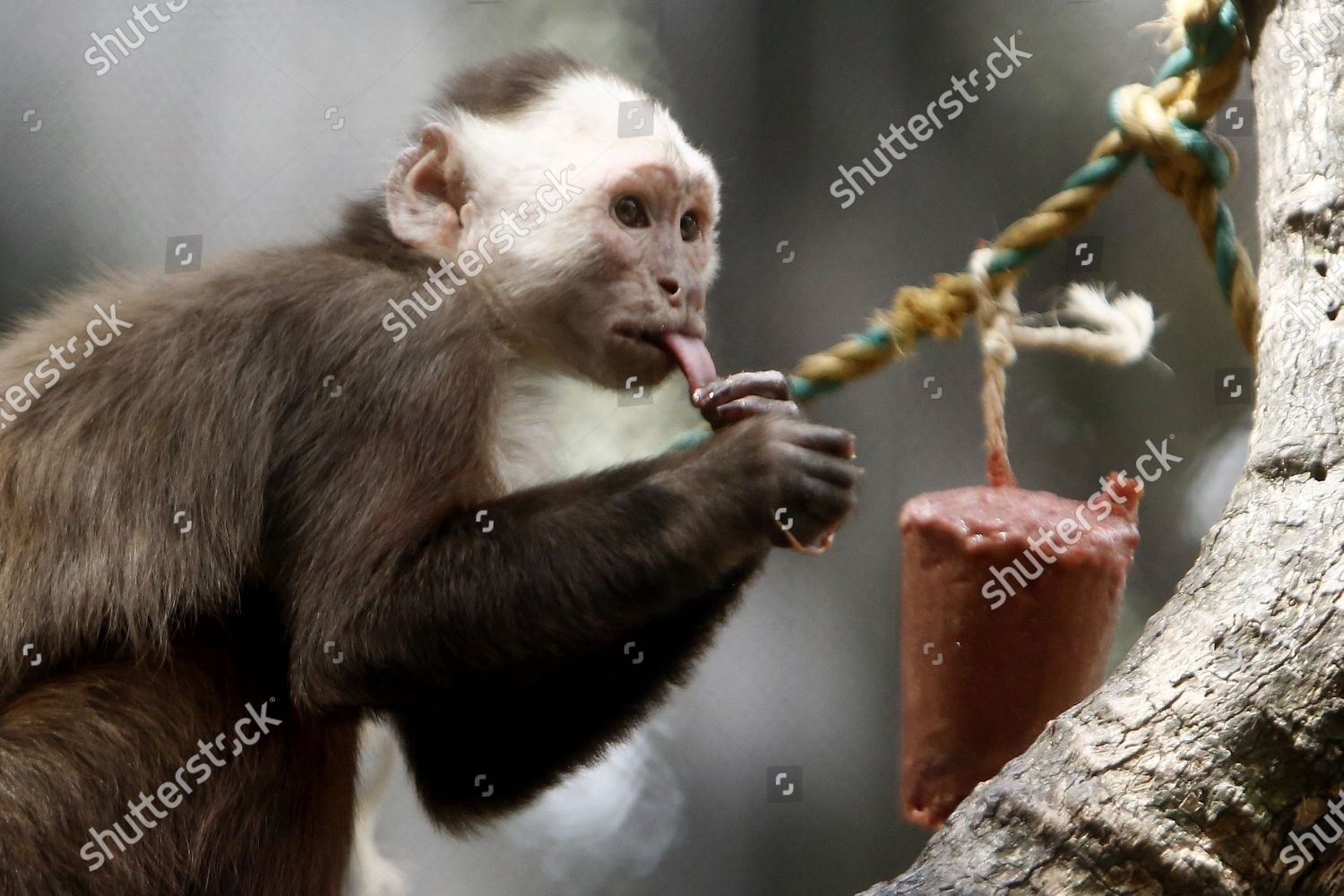 Whitefaced Monkey Eats Fruit Lollipop Zoo Editorial Stock Photo - Stock ...