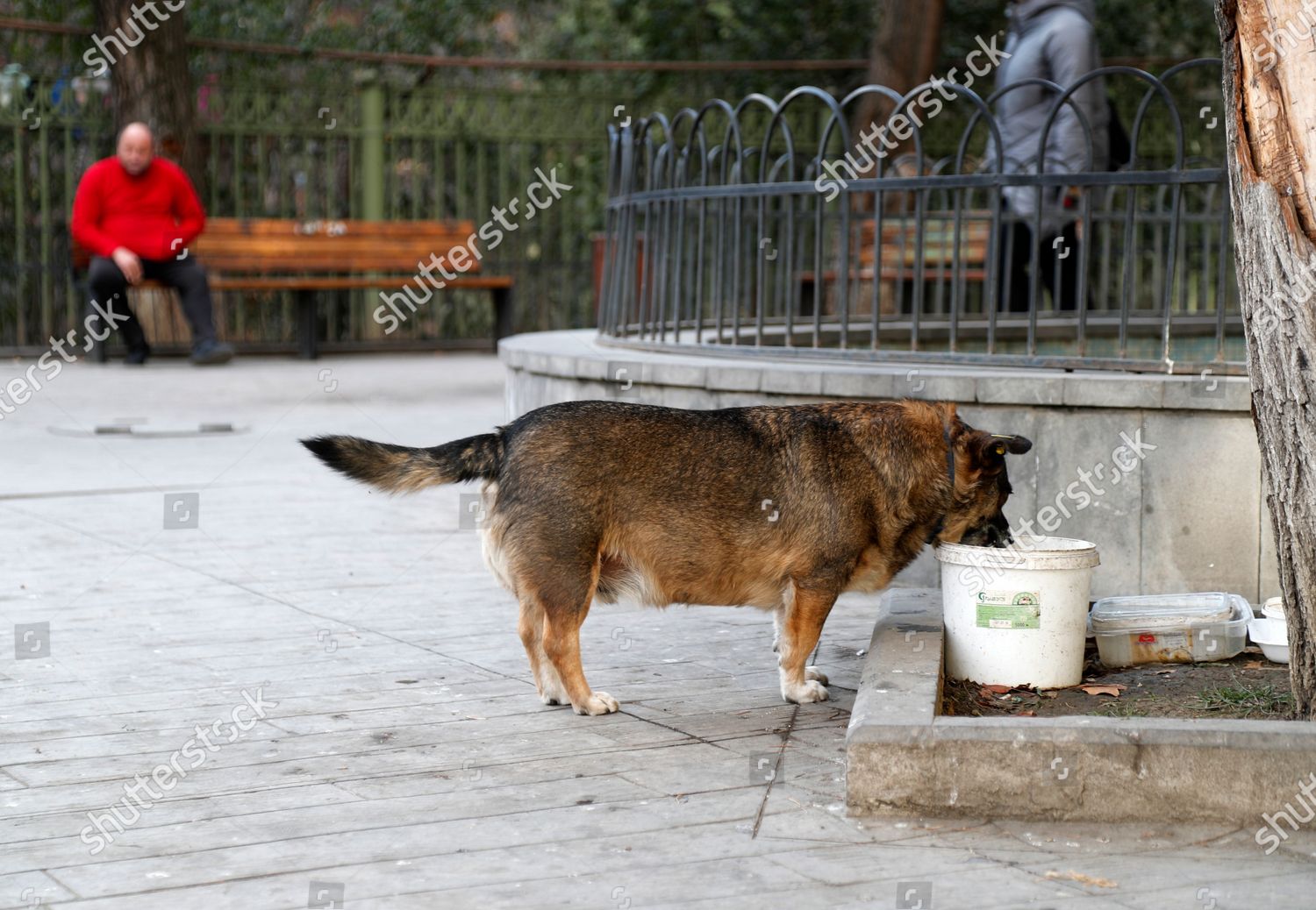 Stray Dog Tbilisi Georgia 15 January Editorial Stock Photo - Stock ...