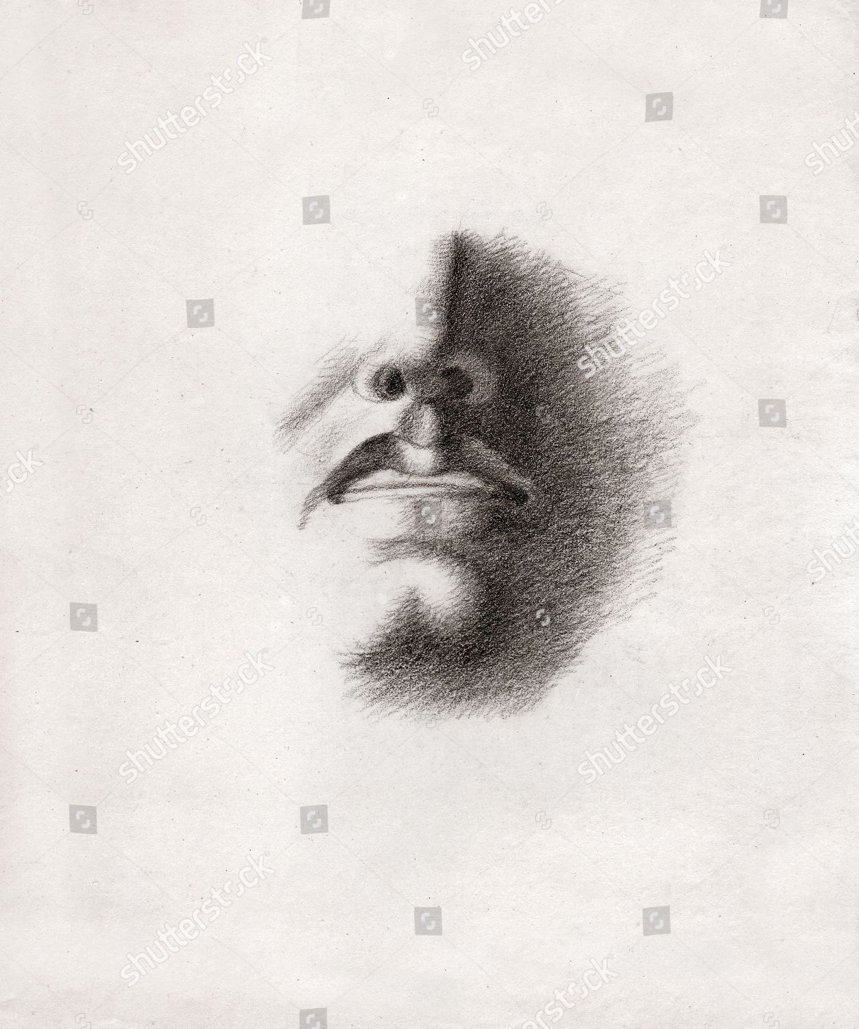 Medicine Anatomy Study Human Face Noze Editorial Stock Photo - Stock ...