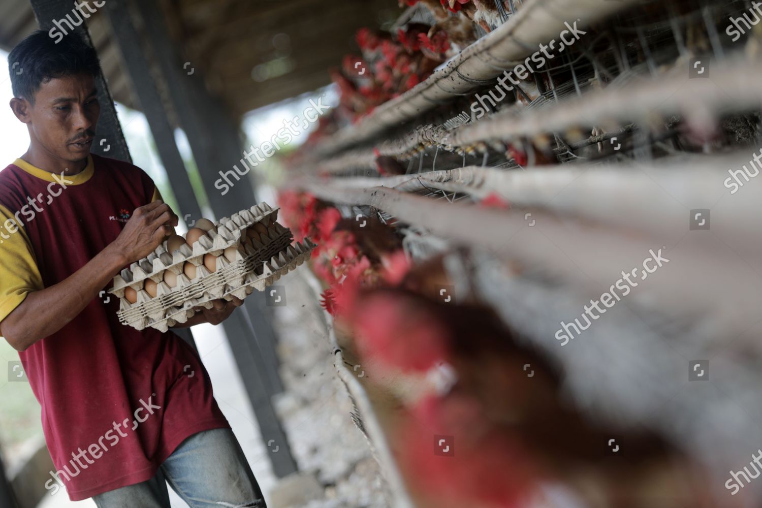 Worker Carries Eggs Hen Coop While Editorial Stock Photo - Stock Image ...