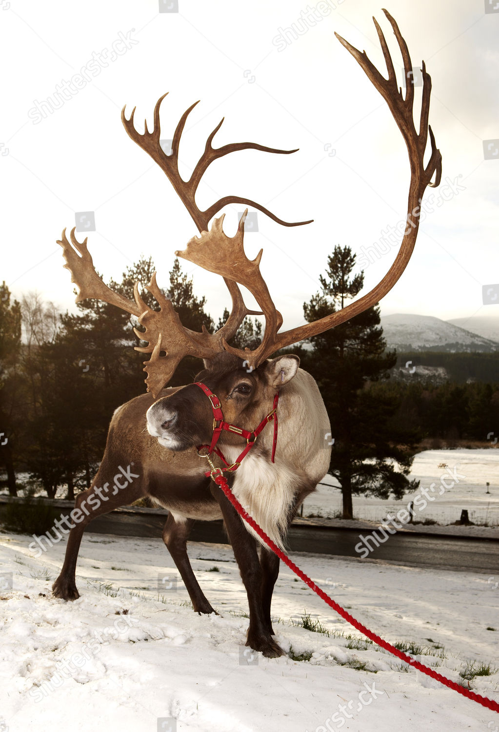Crann 6 Year Old Male Reindeer Editorial Stock Photo - Stock Image ...