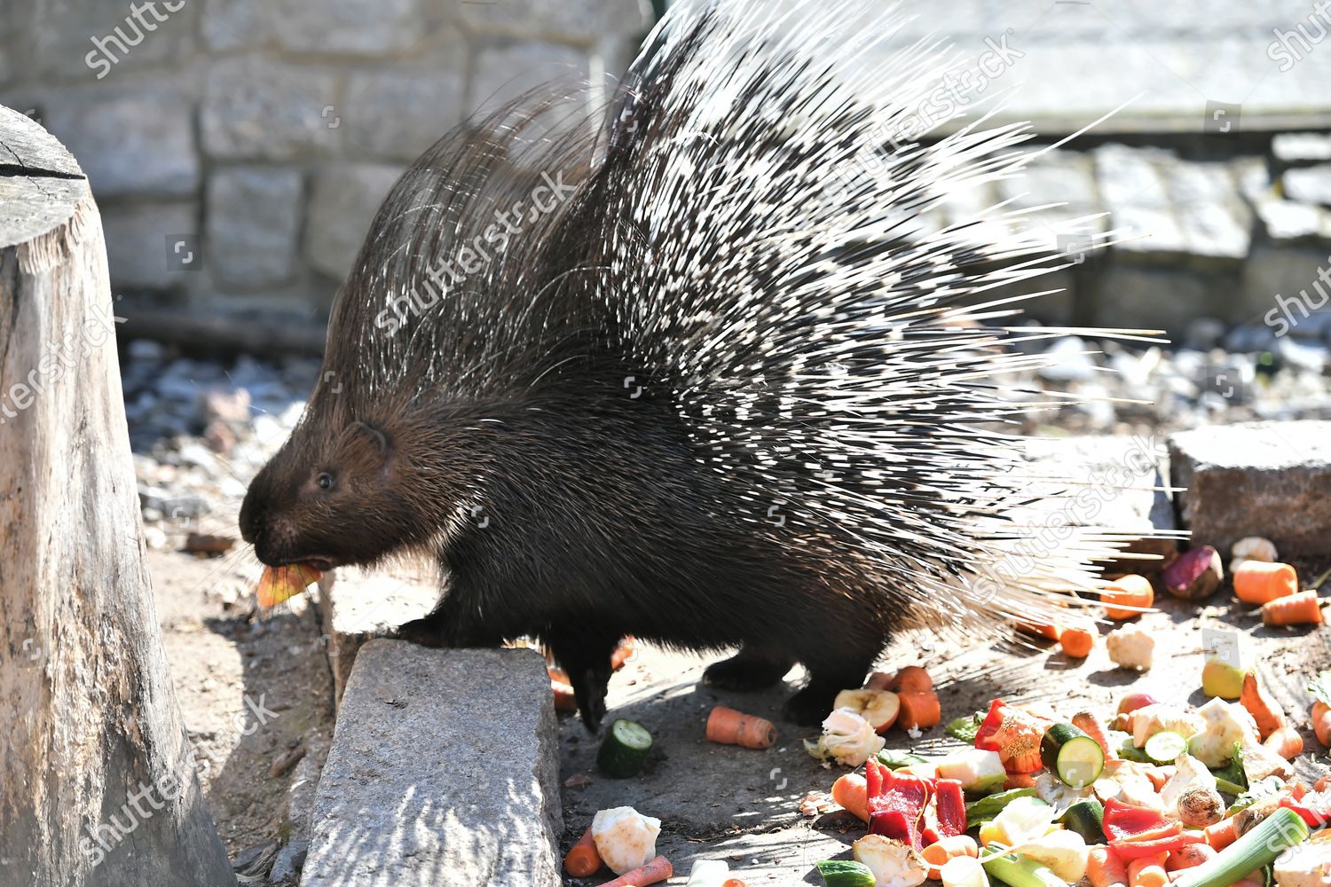 Indian Porcupine Hystrix Indicus Zoo Wroclaw Editorial Stock Photo ...