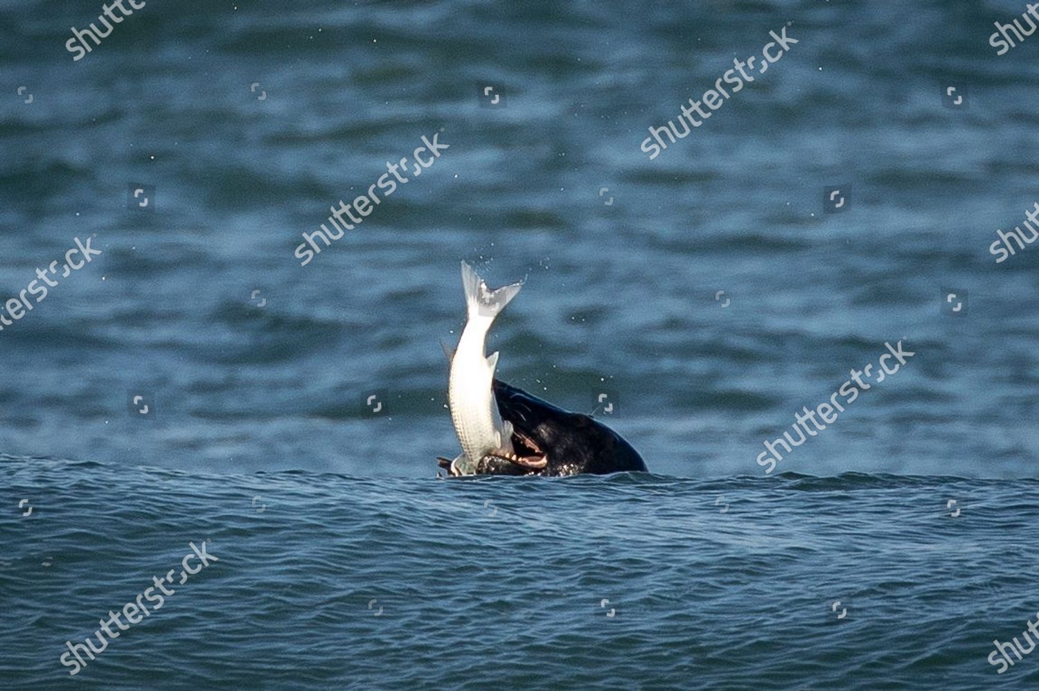 Seal Eats Fish Constantine Bay Beach Editorial Stock Photo - Stock ...