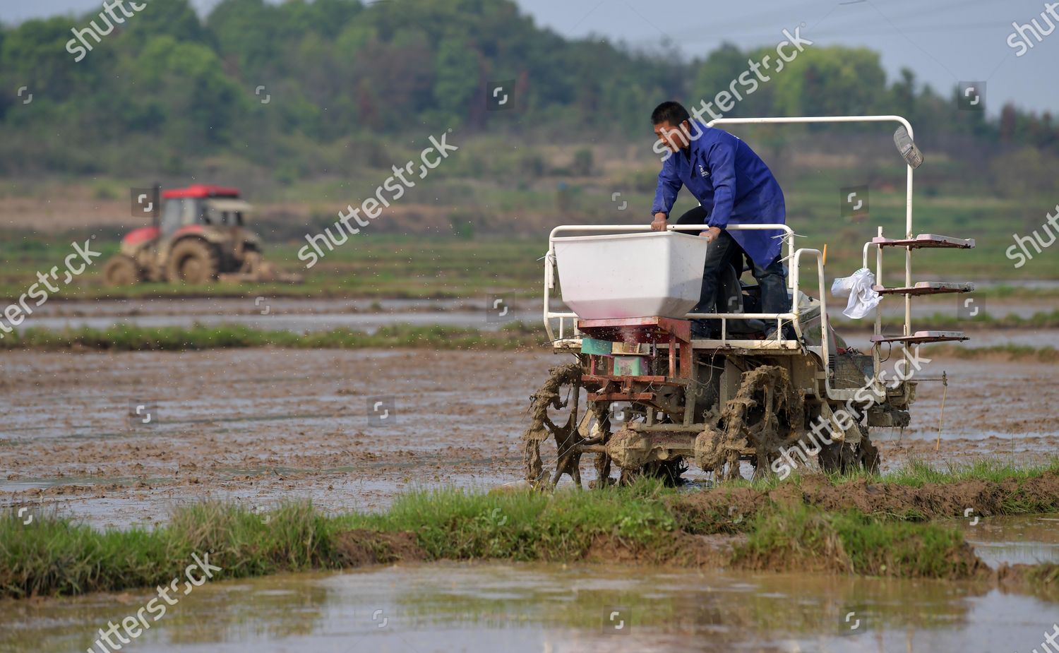 Farmer Sows Early Rice Seeds Field Editorial Stock Photo - Stock Image ...
