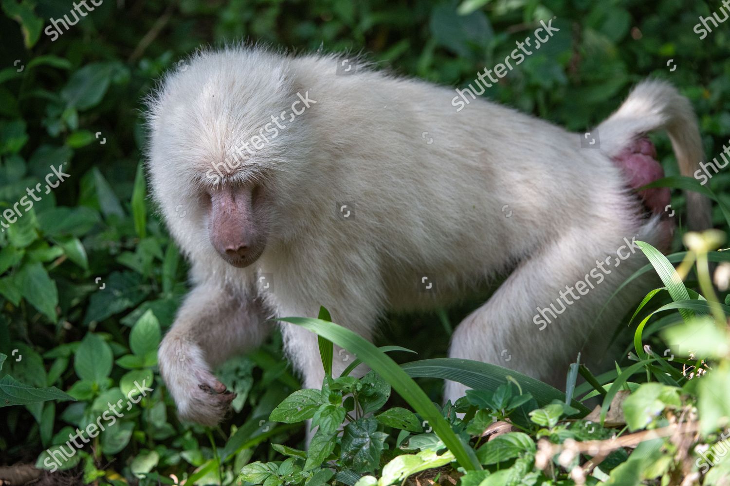 Rare White Baboon Stands Out Wanders Editorial Stock Photo - Stock ...