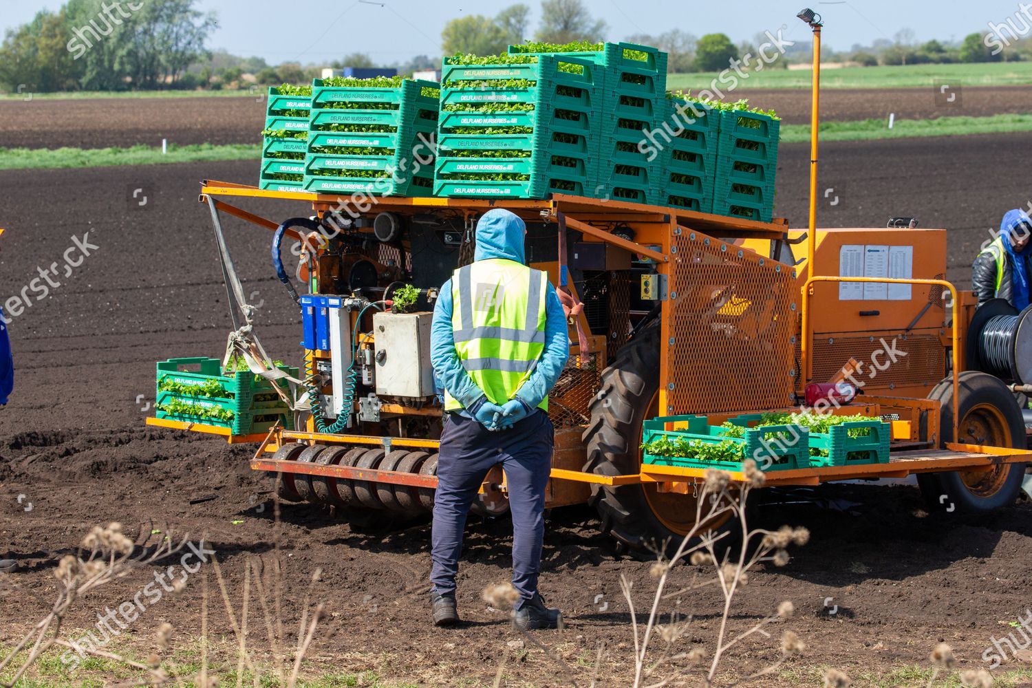 Farm Workers Gs Growers Planting Celery Editorial Stock Photo - Stock ...